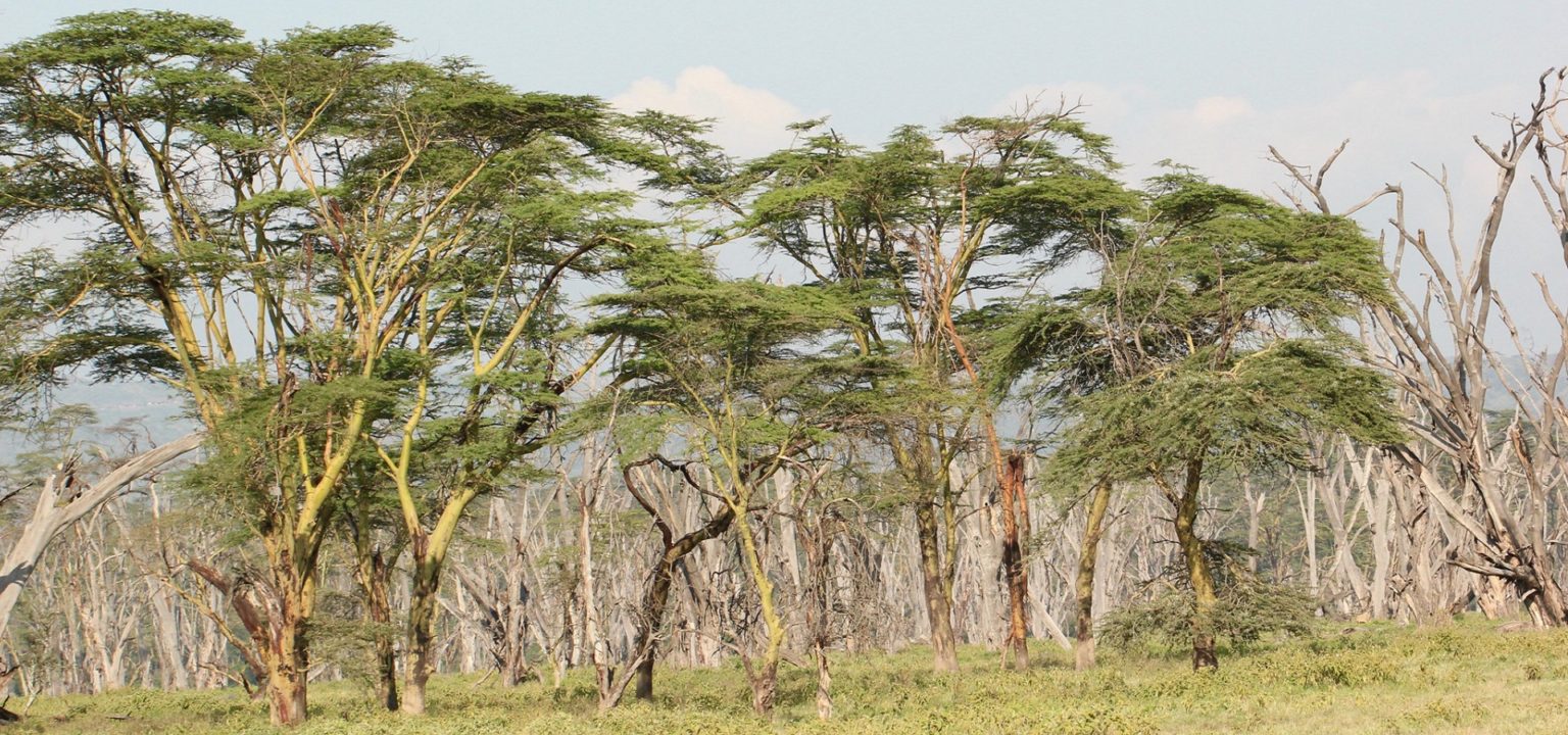 Restoring Africa’s damaged ecosystems is central to a just transition ...