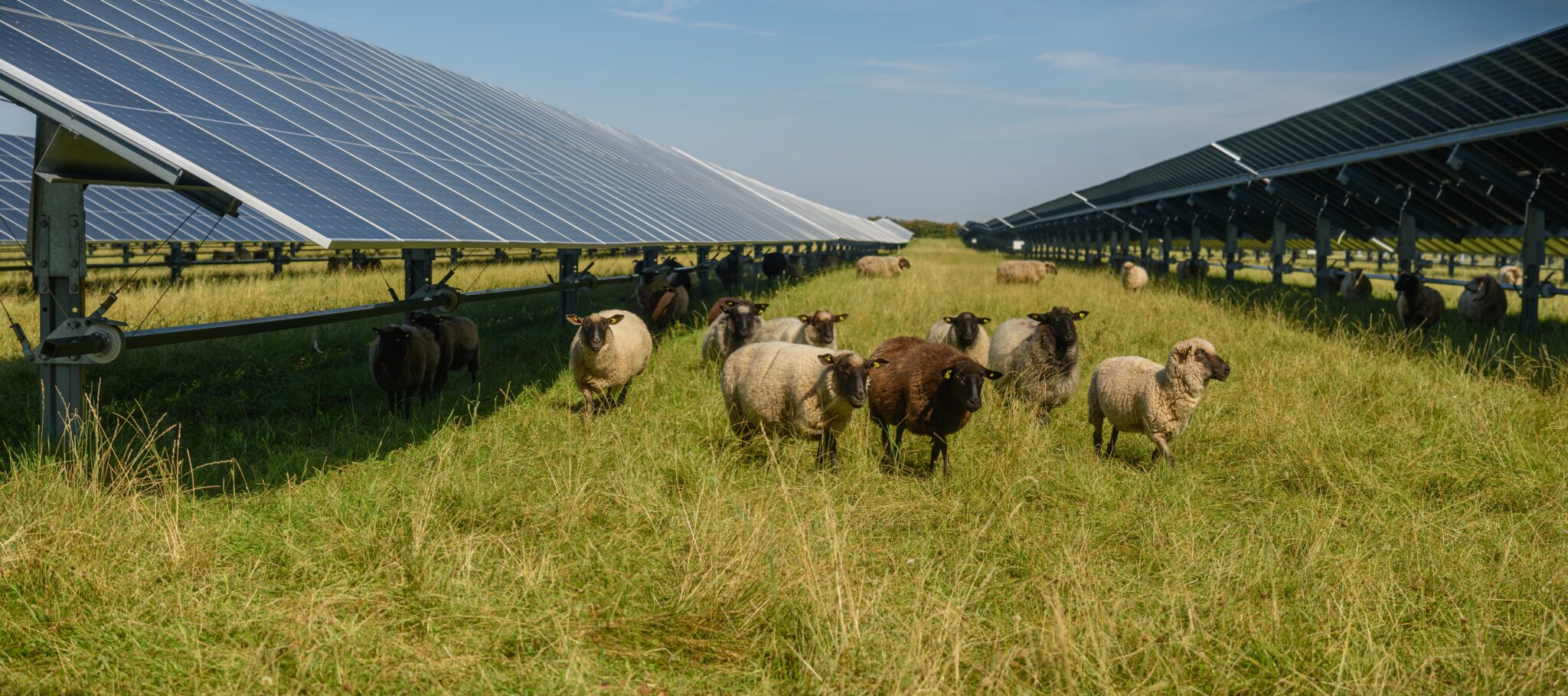 Agrivoltaics: double the farming on a global scale | EnergyTransition.org